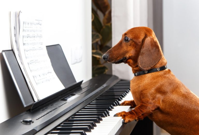 Soft Rock and Reggae Music Helps Dogs Relax, Study Finds
