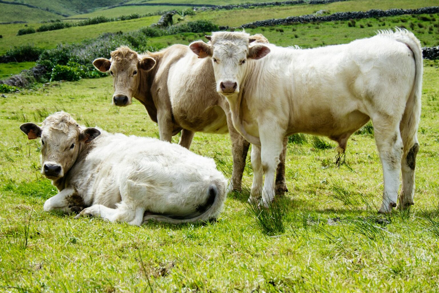 Avian Flu Intensifies Concerns Over Consumption of Unpasteurized Milk